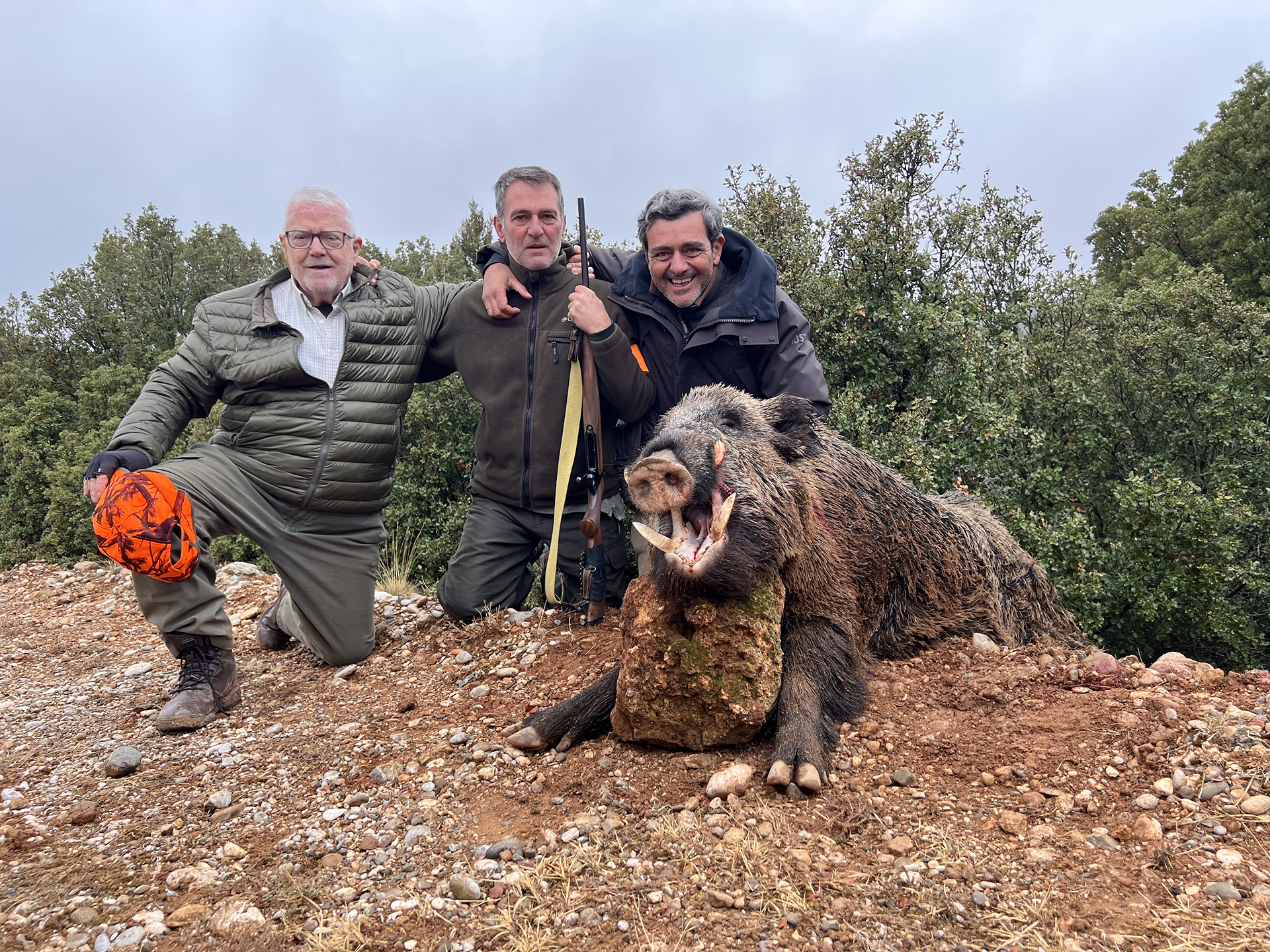 Wild Boar, Driven – Optimum Hunting