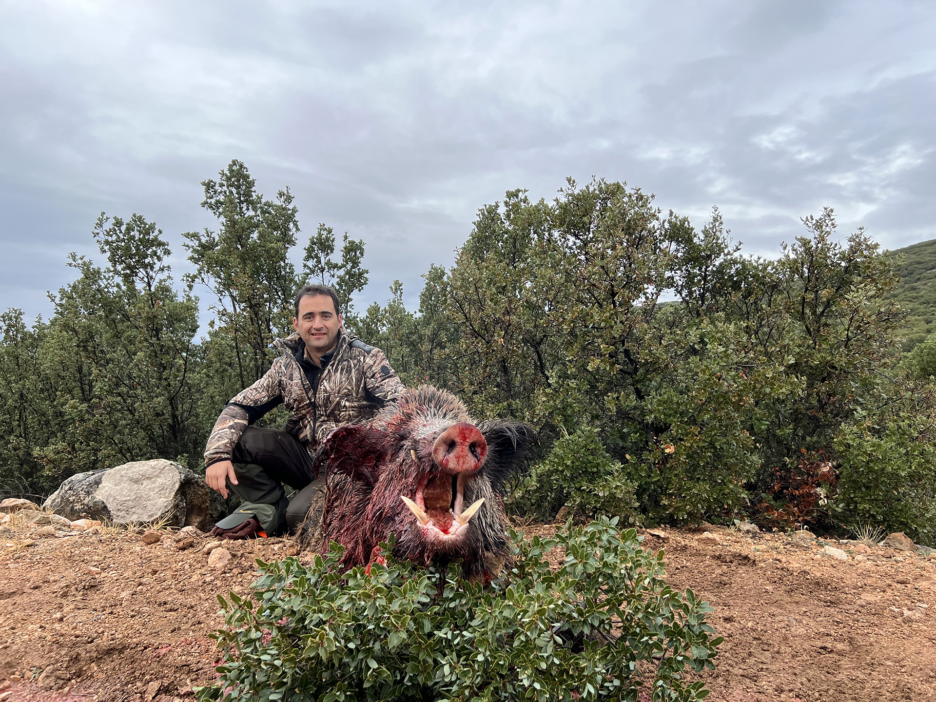 Wild Boar, Driven – Optimum Hunting