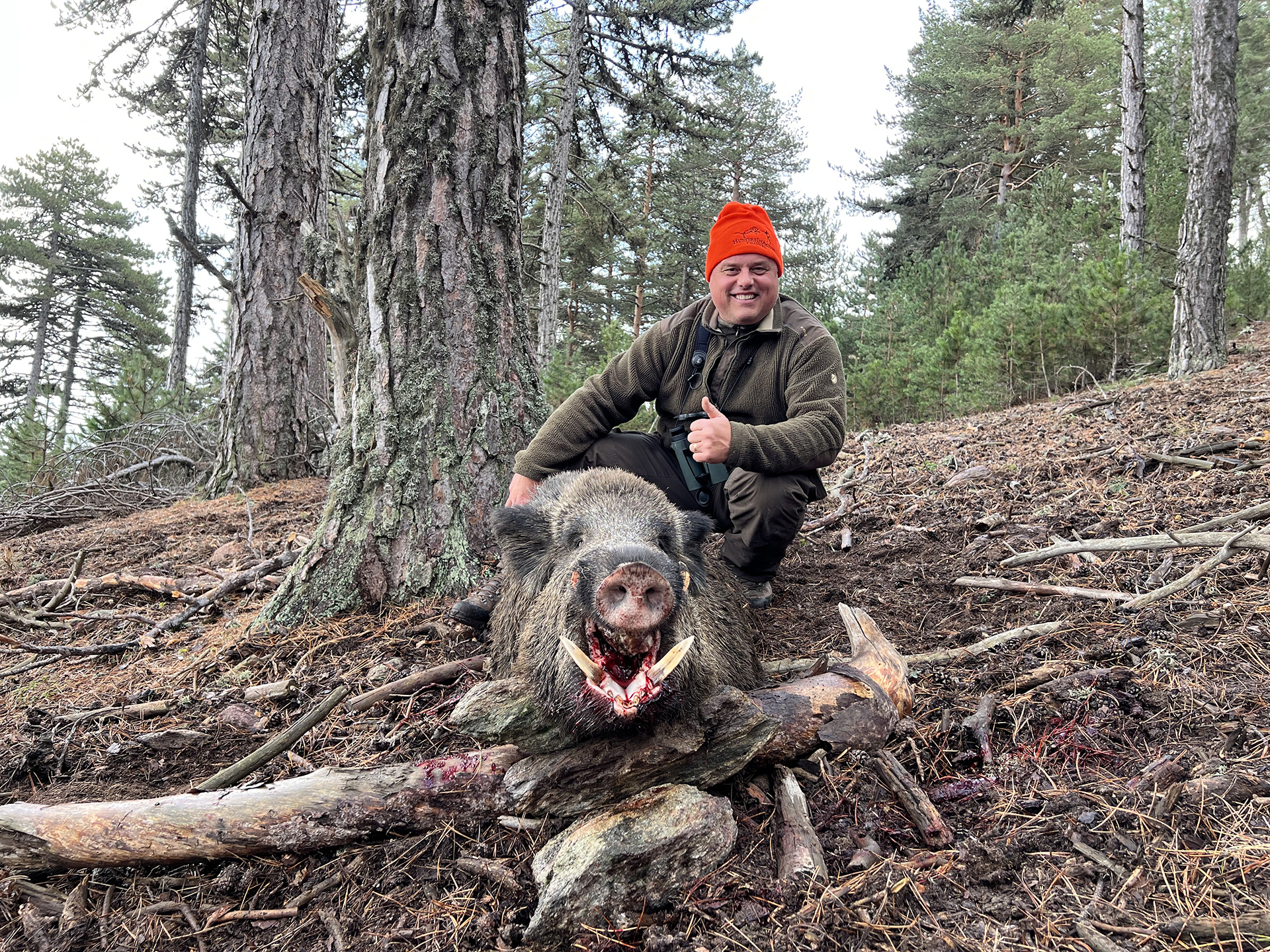 Wild Boar, Driven – Optimum Hunting